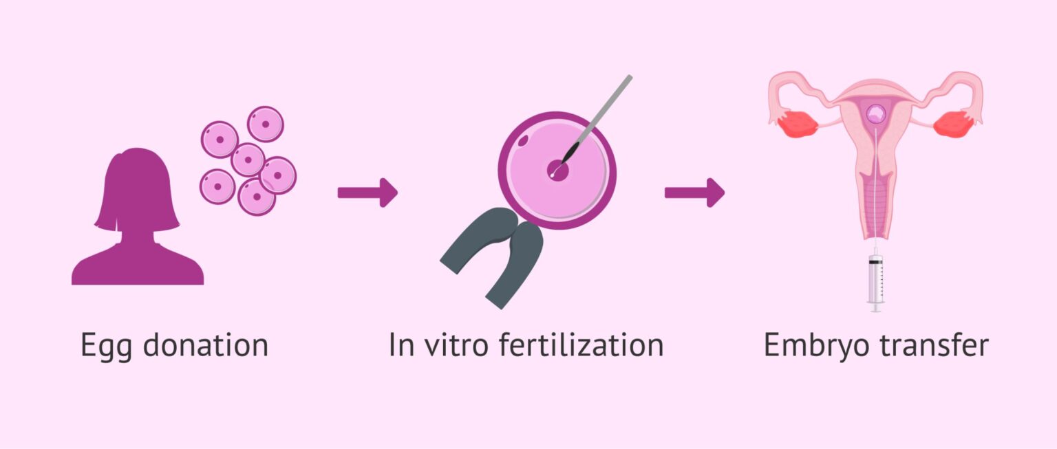 Essential Consideration & Rules - Egg Donor Selection Criteria